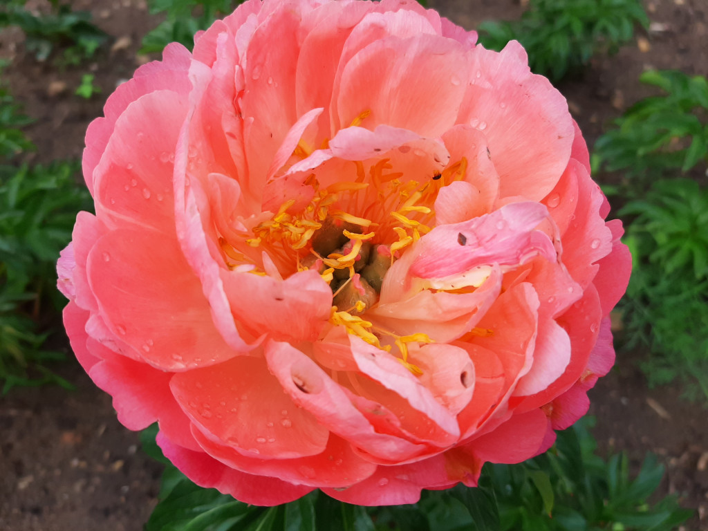 Paeonia_Coral Sunset - Gartda
