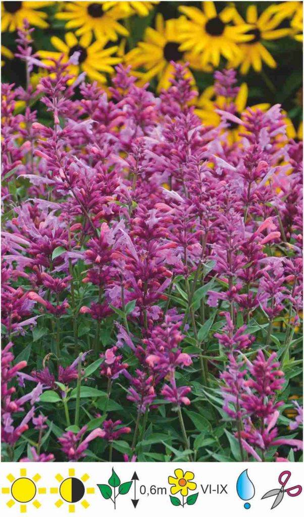 Agastache rupestris 'Rosie Posier' - Gartda