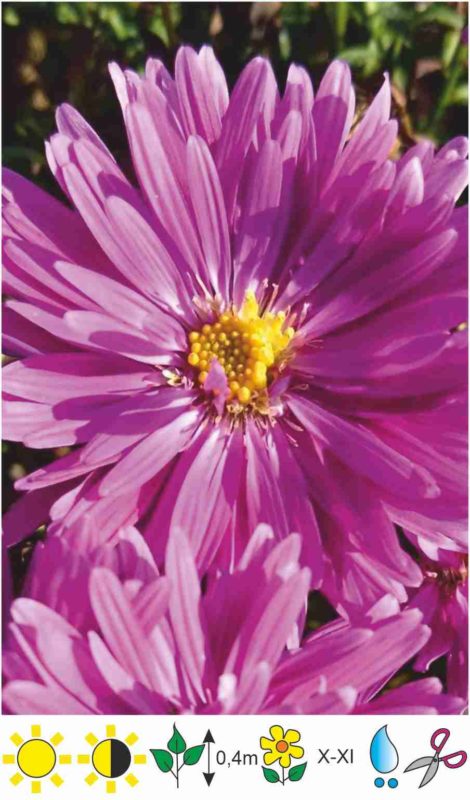Aster dumosus 'Island Tonga'Spilvenveida ziemastereАстра кустарниковая ...