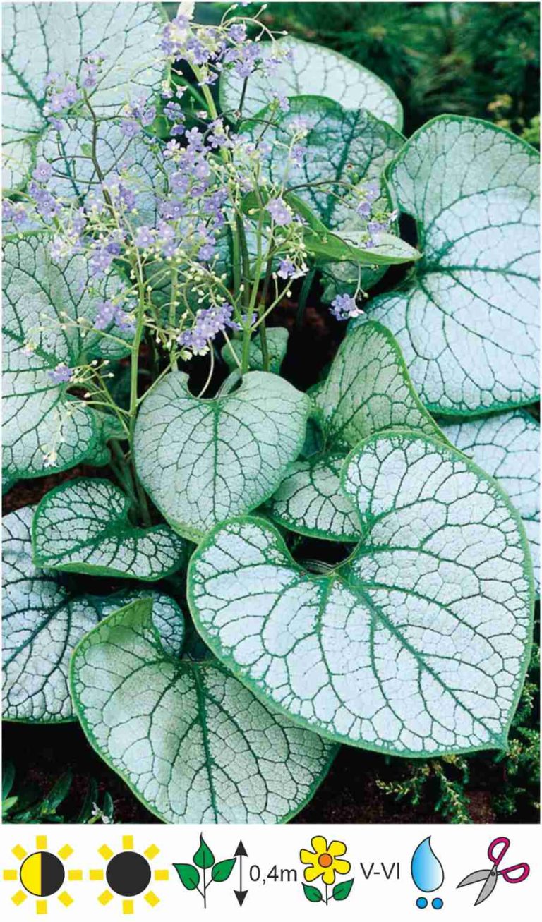 Brunnera macrophylla 'Sea Heart' - Gartda