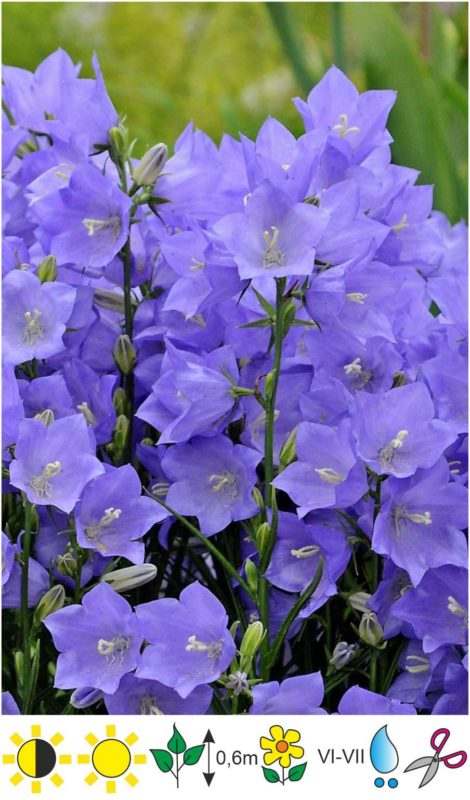 Campanula persicifolia 'Takion Blue'Dižā pulkstenīteКолокольчик ...