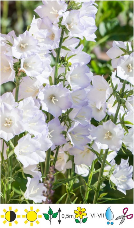 Campanula persicifolia 'Takion White'Dižā pulkstenīteКолокольчик ...