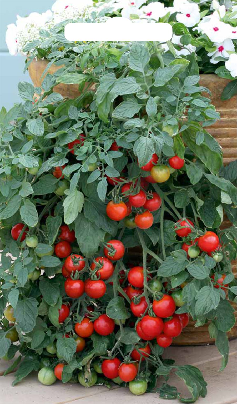 Tomāti TUMBLING TOM RED, 10 sēkl. - Gartda