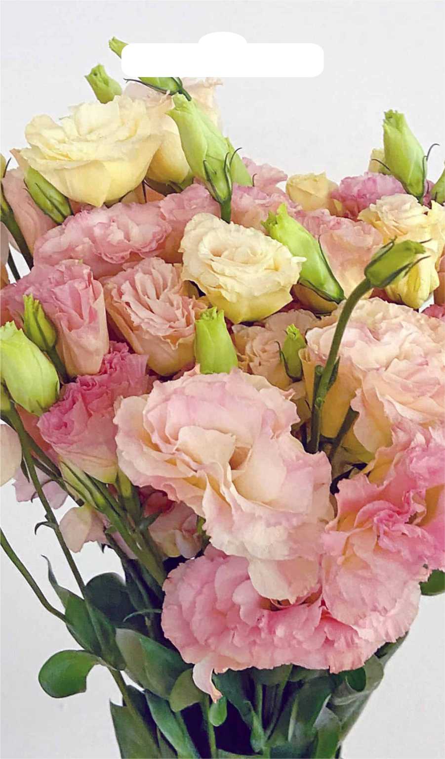 Lisianthus, Eustoma grandiflorum F1, SAKATA, ALISSA PEACH, 4 gb - Gartda