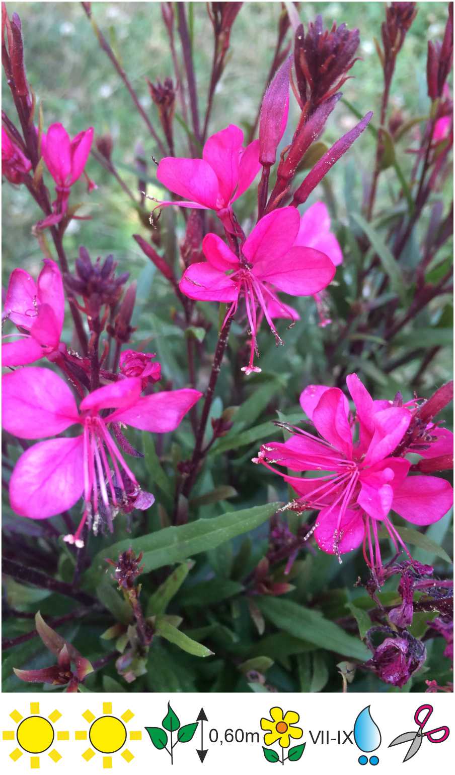 Gaura Lindheimeri 'Gambit Rose'Lindheimera gauraГаура Линдхеймера - Gartda