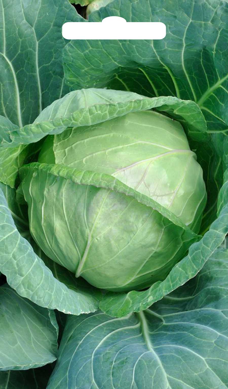 Baltie galviņkāposti JETMA F1, 0,1g - Gartda