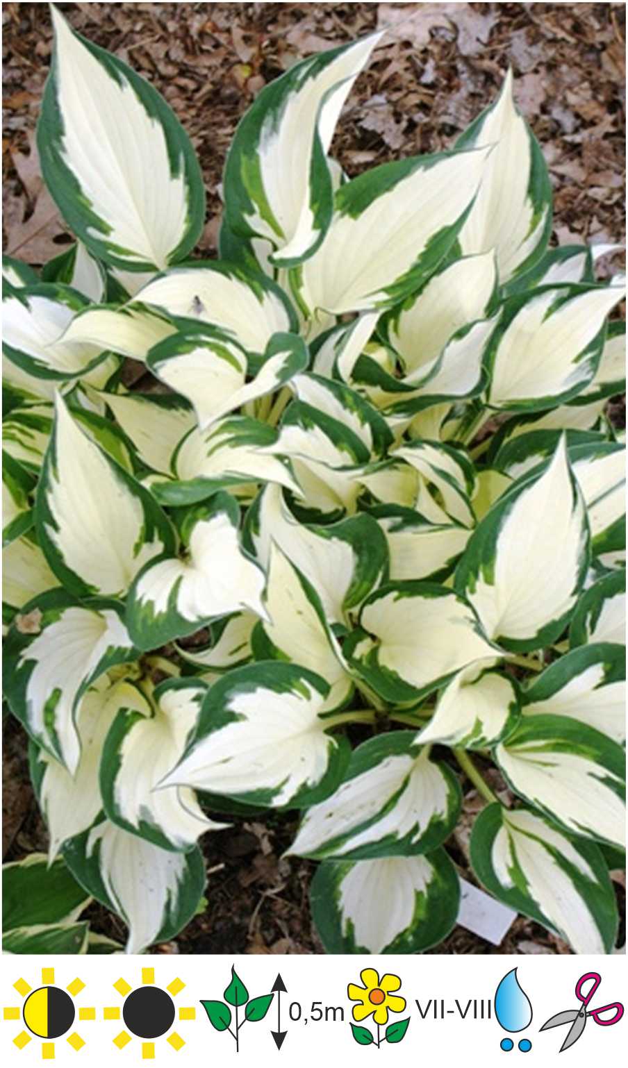 Hosta 'Fire and Ice'HostaХоста - Gartda