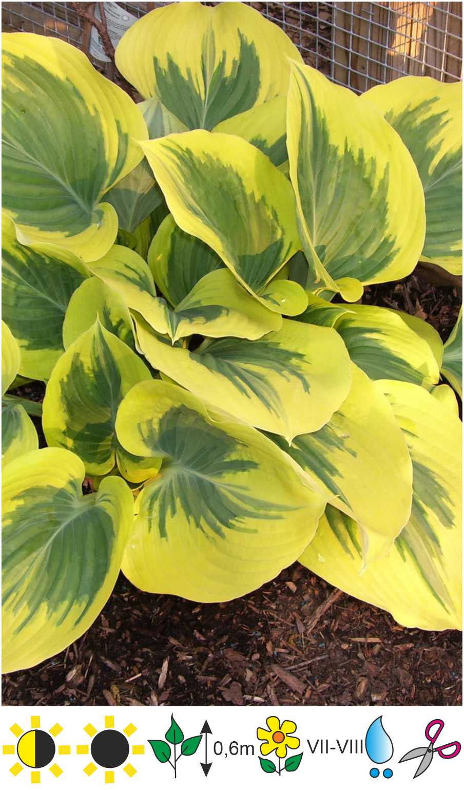 Hosta 'Liberty'HostaХоста - Gartda