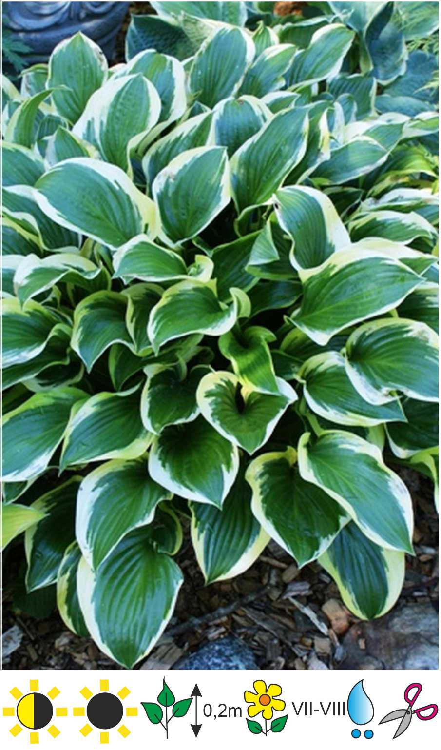 Hosta 'Queen Josephine'HostaХоста - Gartda