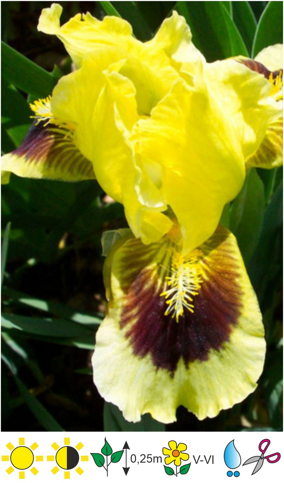 Iris pumila ‘Ritz’Īrisu šķ.Ирис карликовый - Gartda