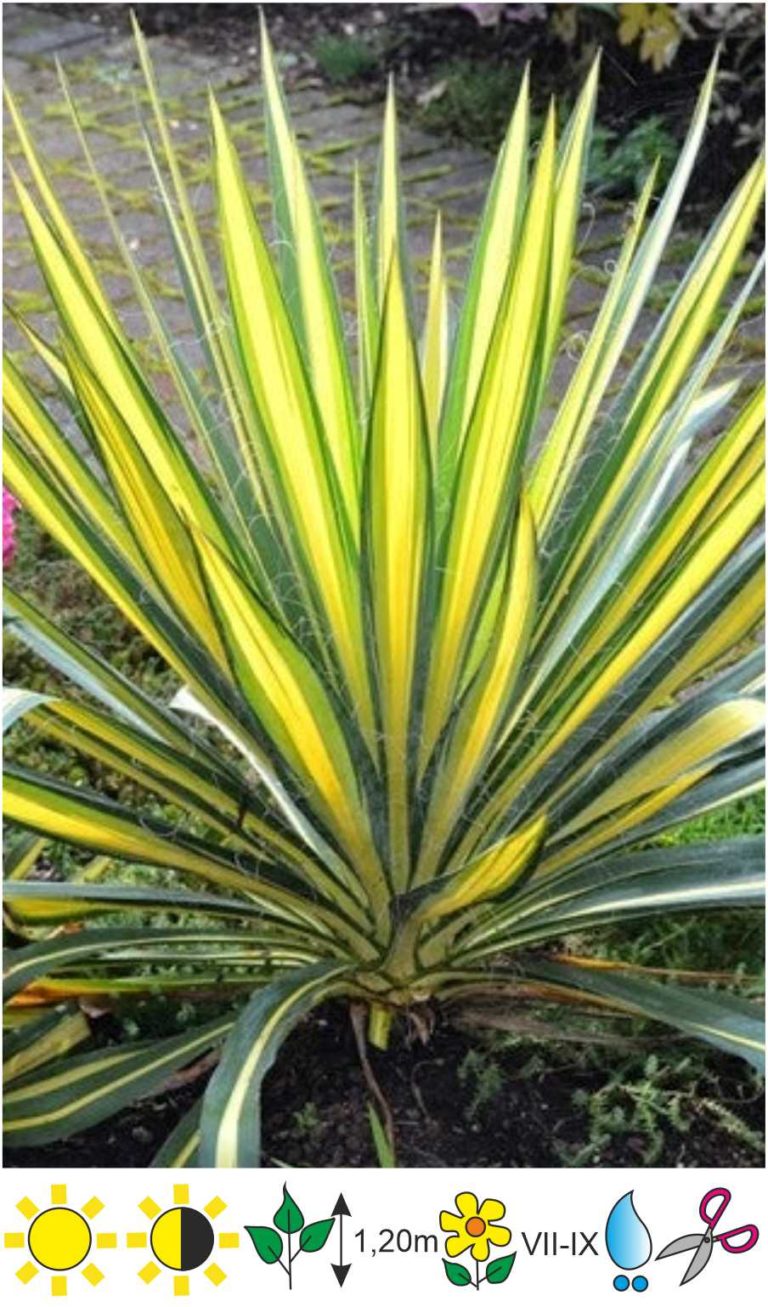 Yucca flaccida 'Color Guard' - Gartda