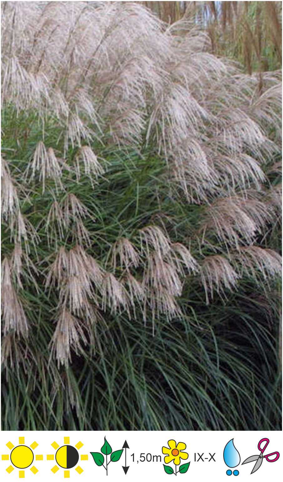 Miscanthus sinensis 'Fontane' Ķīnas miskante Мискантус китайский - Gartda