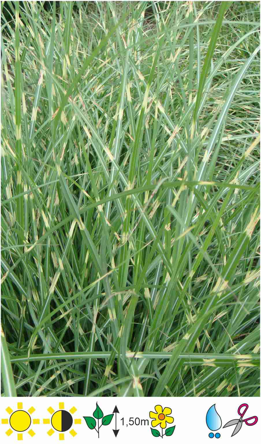 Miscanthus sinensis 'Zebrinus' Ķīnas miskante Мискантус китайский - Gartda