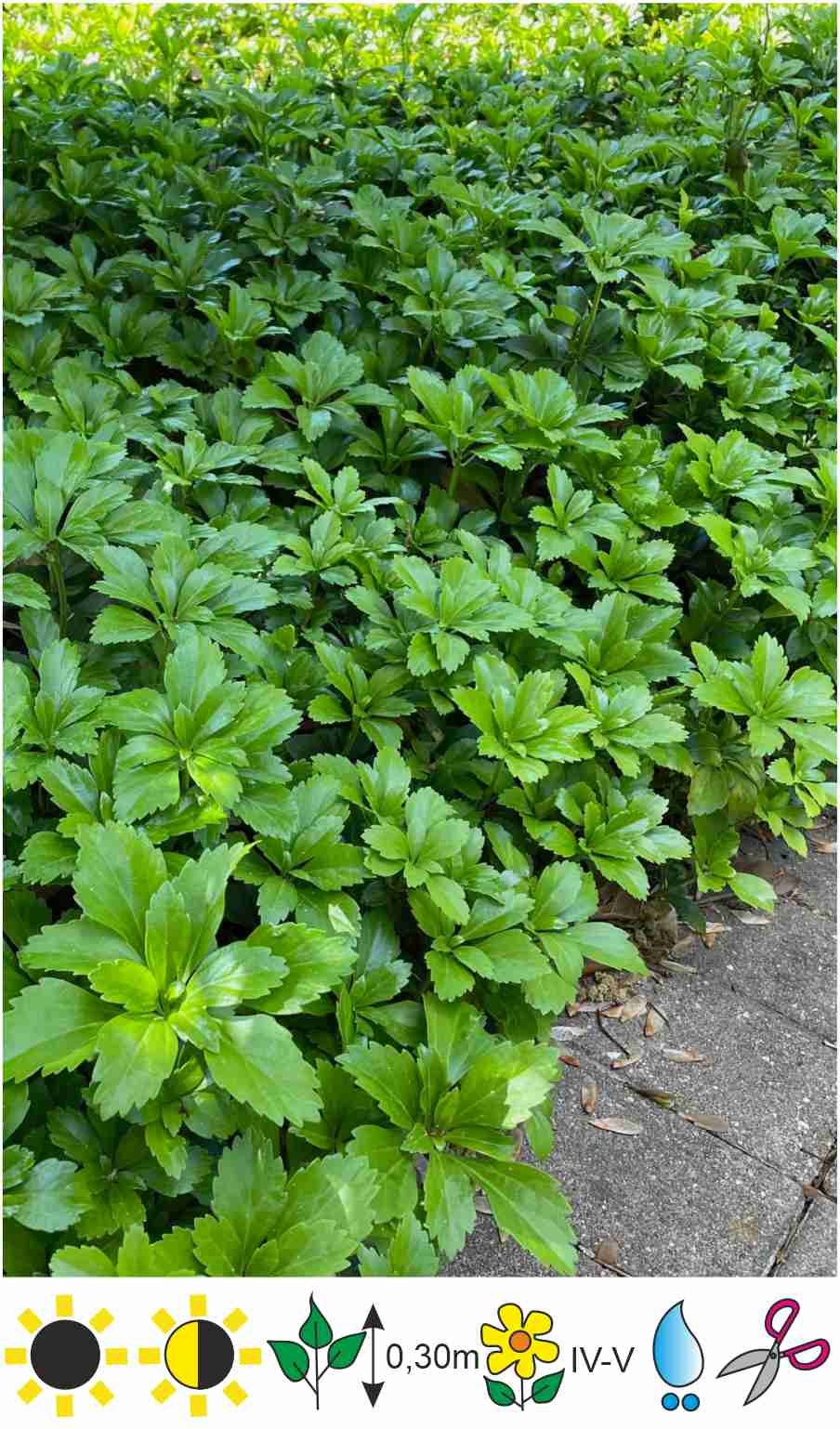 Pachysandra terminālis Galotnes pahisandra Пахизандра верхушечная - Gartda