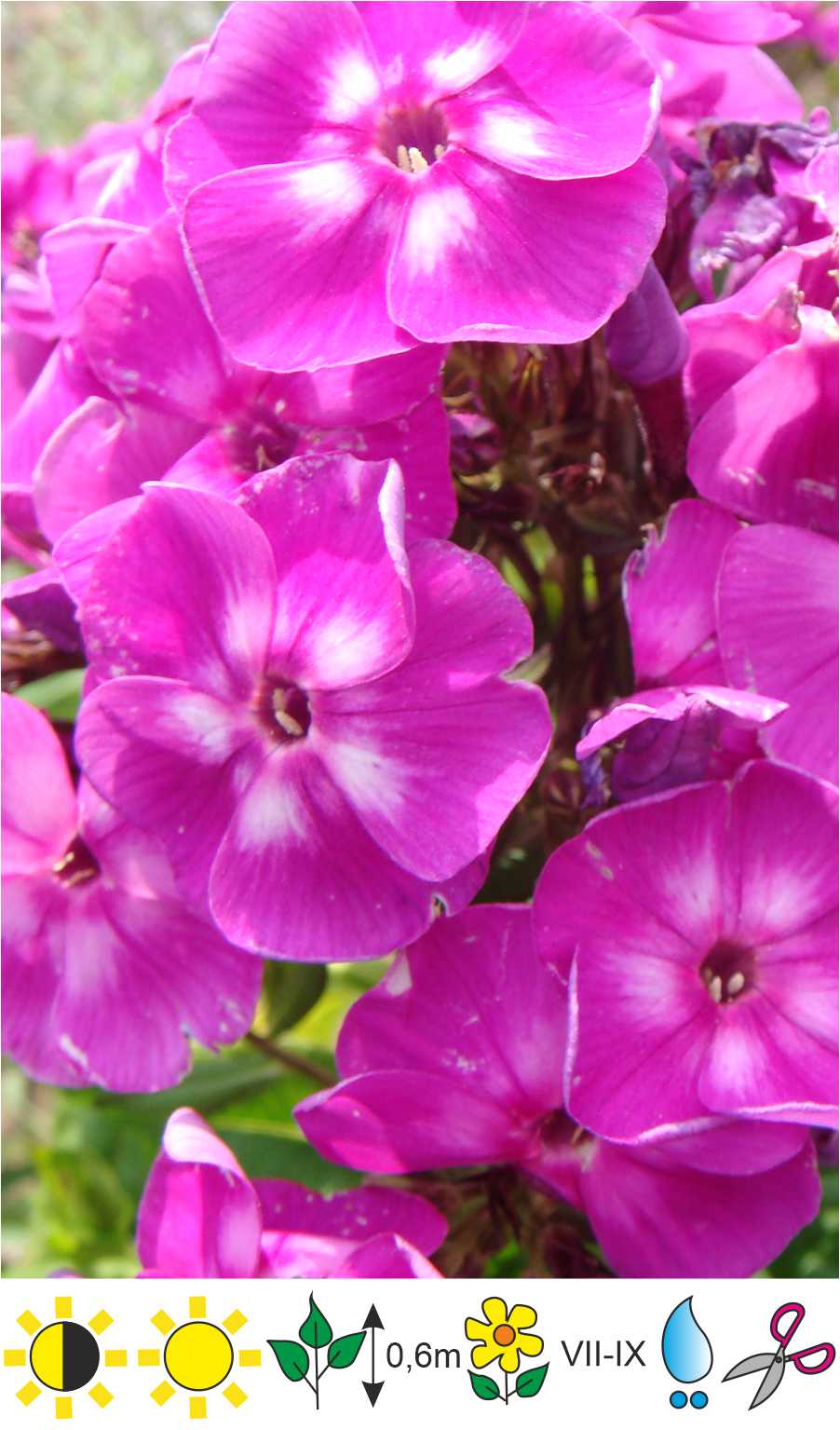 Phlox paniculata 'Adessa Flame Purple' Skarainais floksis šķ Флокс ...