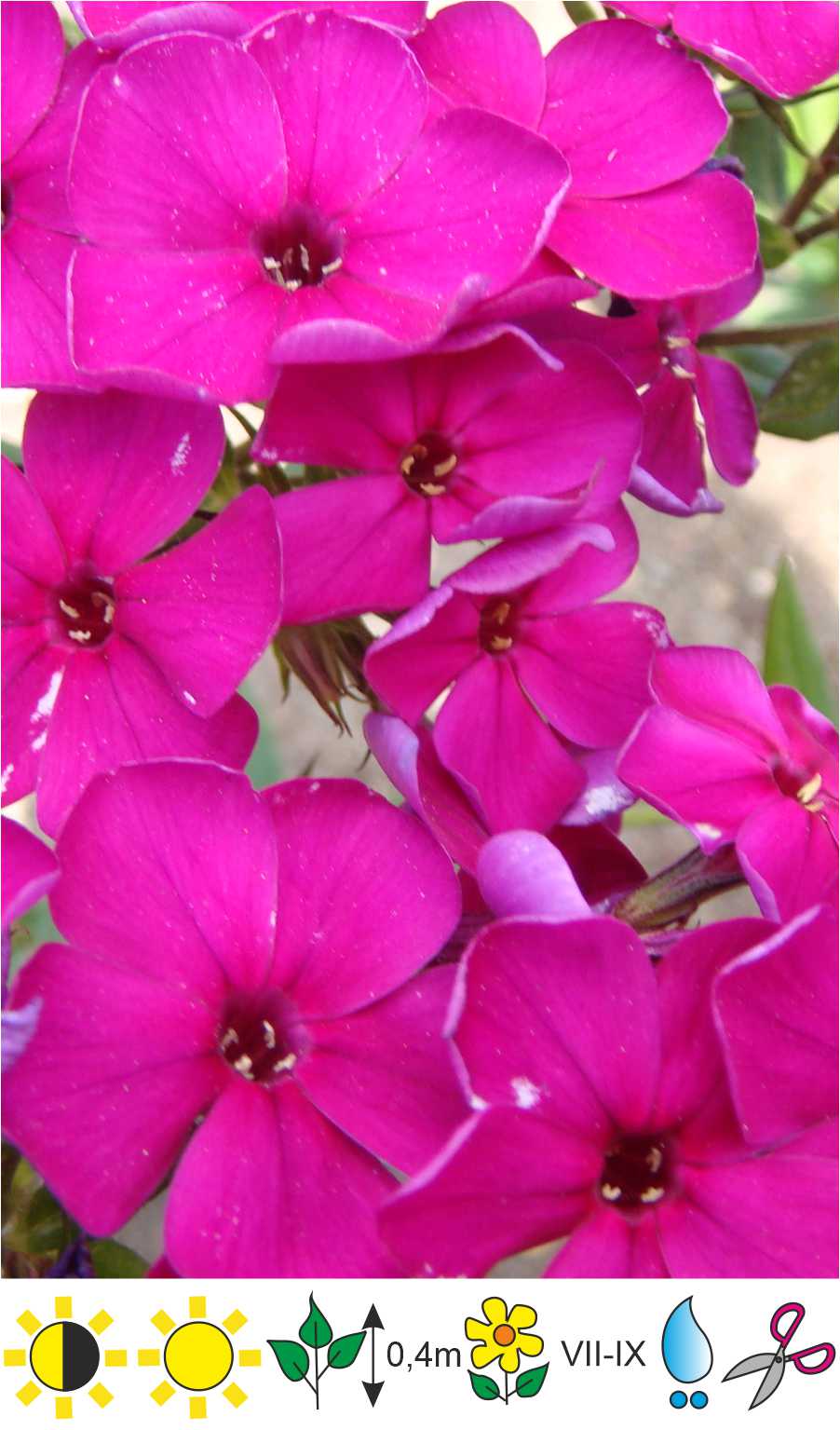Phlox paniculata 'Flame PRO Cerise' Skarainais floksis šķ Флокс ...