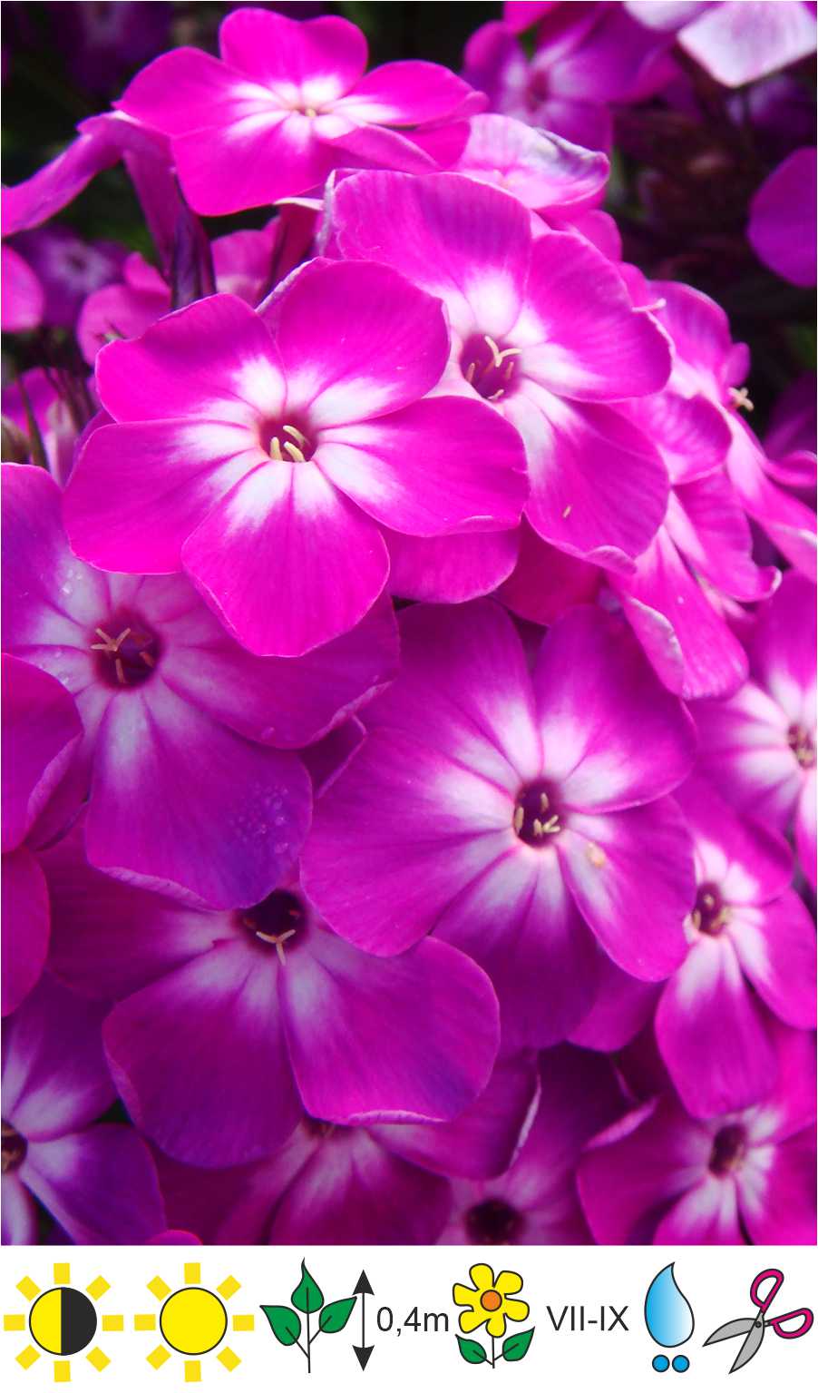 Phlox paniculata 'Flame PRO Purple' Skarainais floksis šķ Флокс ...