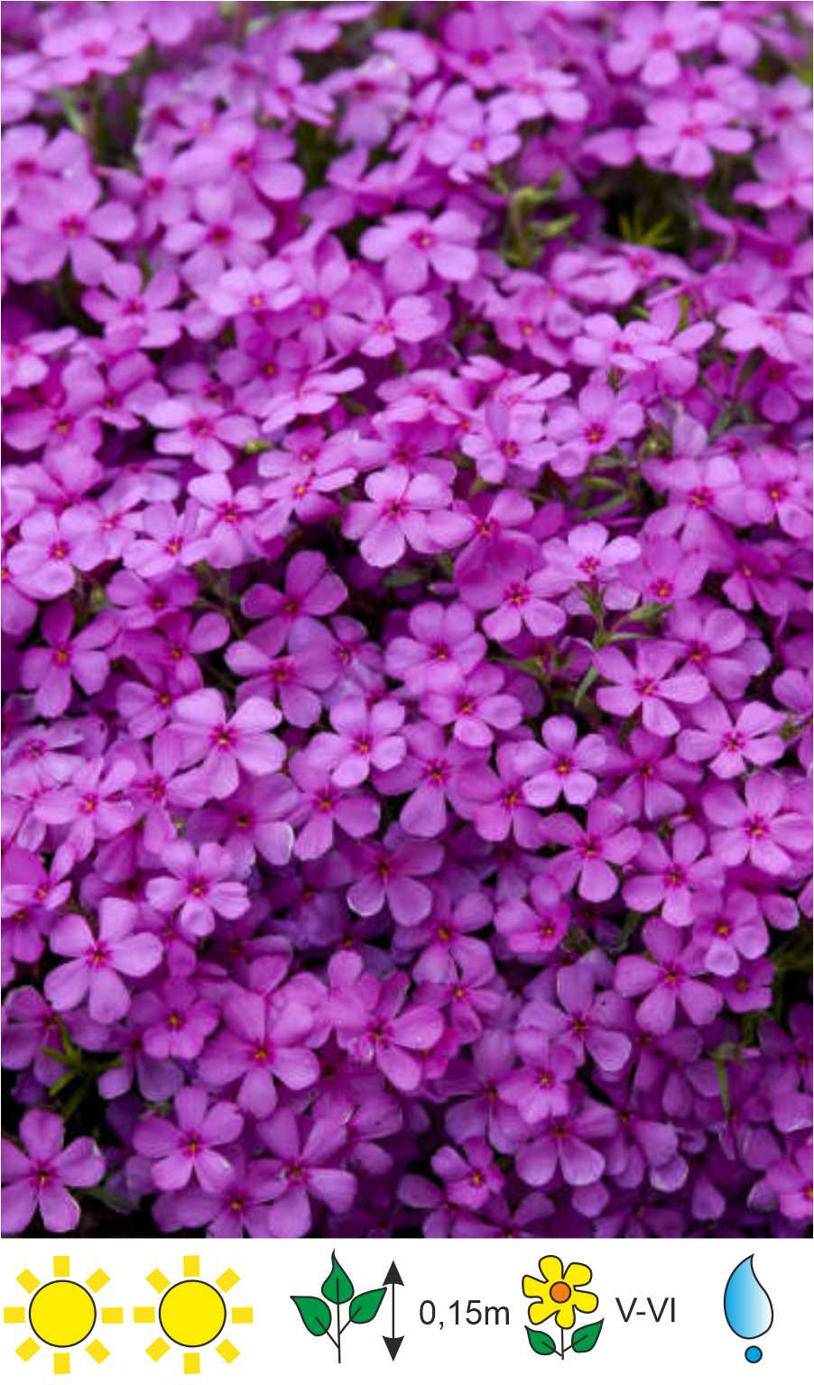 Phlox subulata 'Spring Bling Ruby Riot' Aslapu floksis šķ. Флокс ...