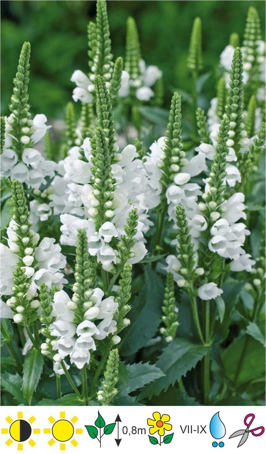 Physostegia virginiana 'Crystal Peak White' Virdžīnijas fizostēgija ...