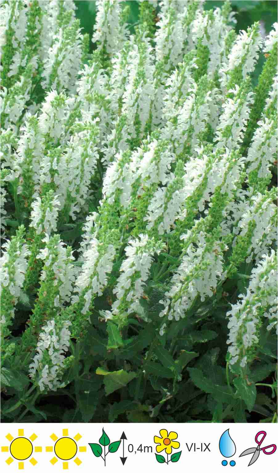 Salvia nemorosa 'Night Field', White Birztalas salvija Шалфей дубравный ...
