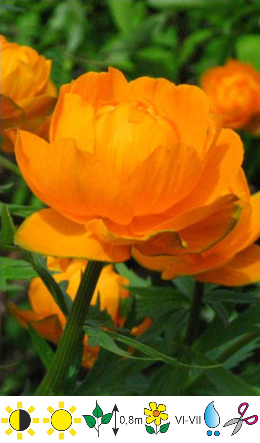 Trollius 'Orange Princess' Saulpurene Купальница - Gartda