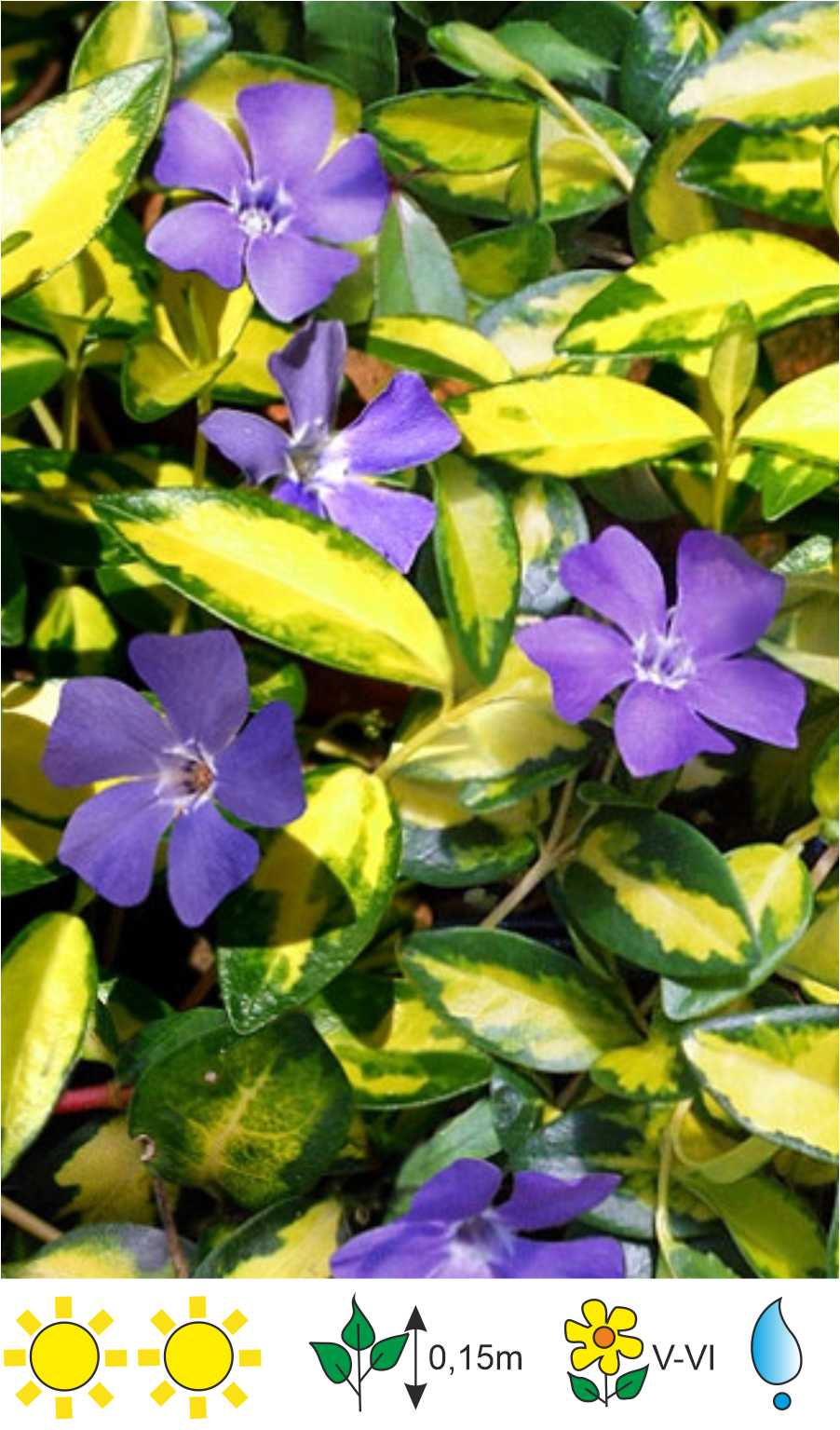 Vinca minor 'Imagine' Mazā kapmirte Барвинок малый - Gartda