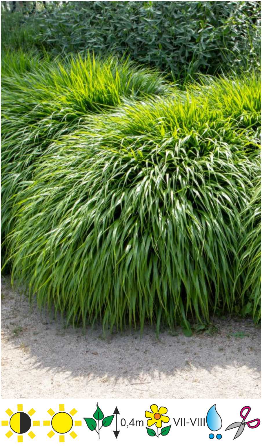Hakonechloa macraJapānas meža zāle (hakonekloja)Хаконехлоа большая - Gartda