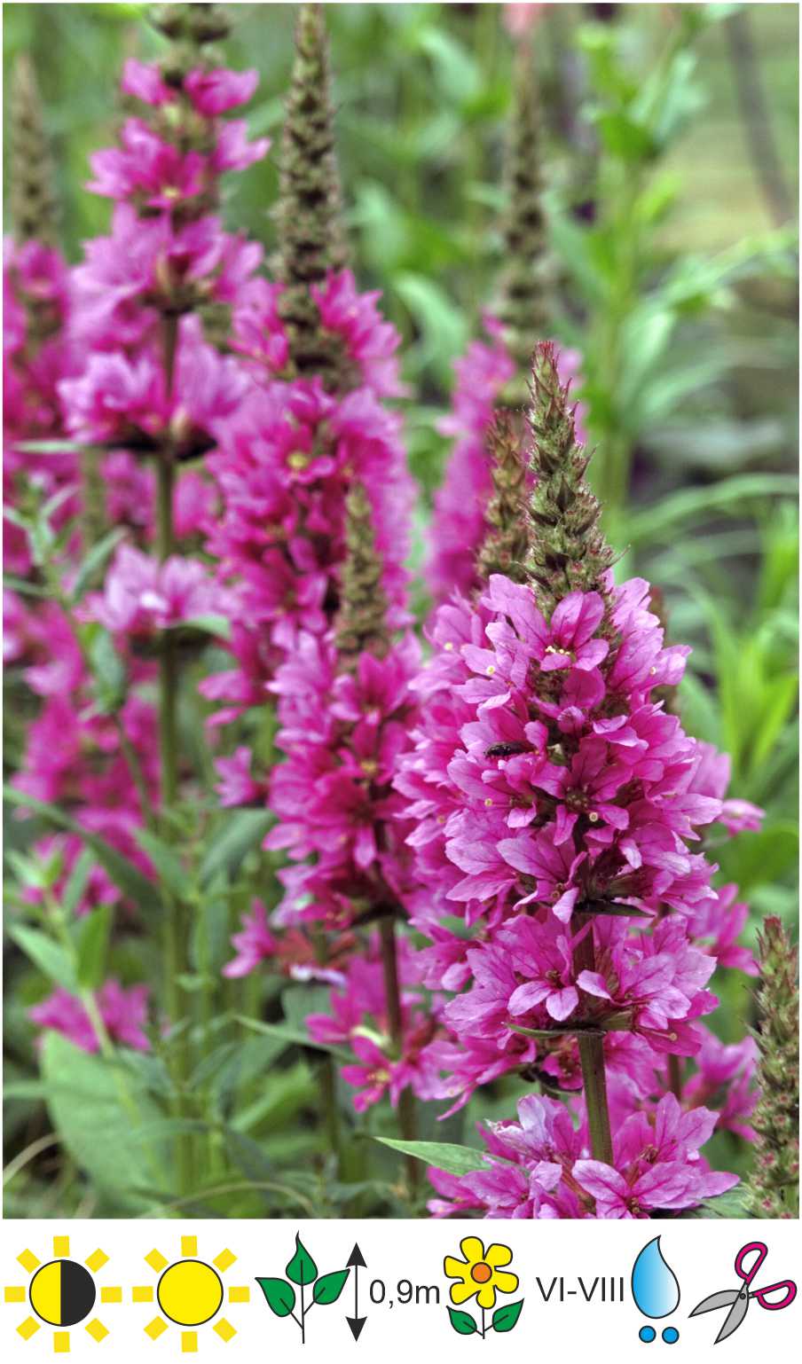 Lythrum salicaria ‘Pink Blush’Vējmietiņš vītoluДербенник иволистный ...