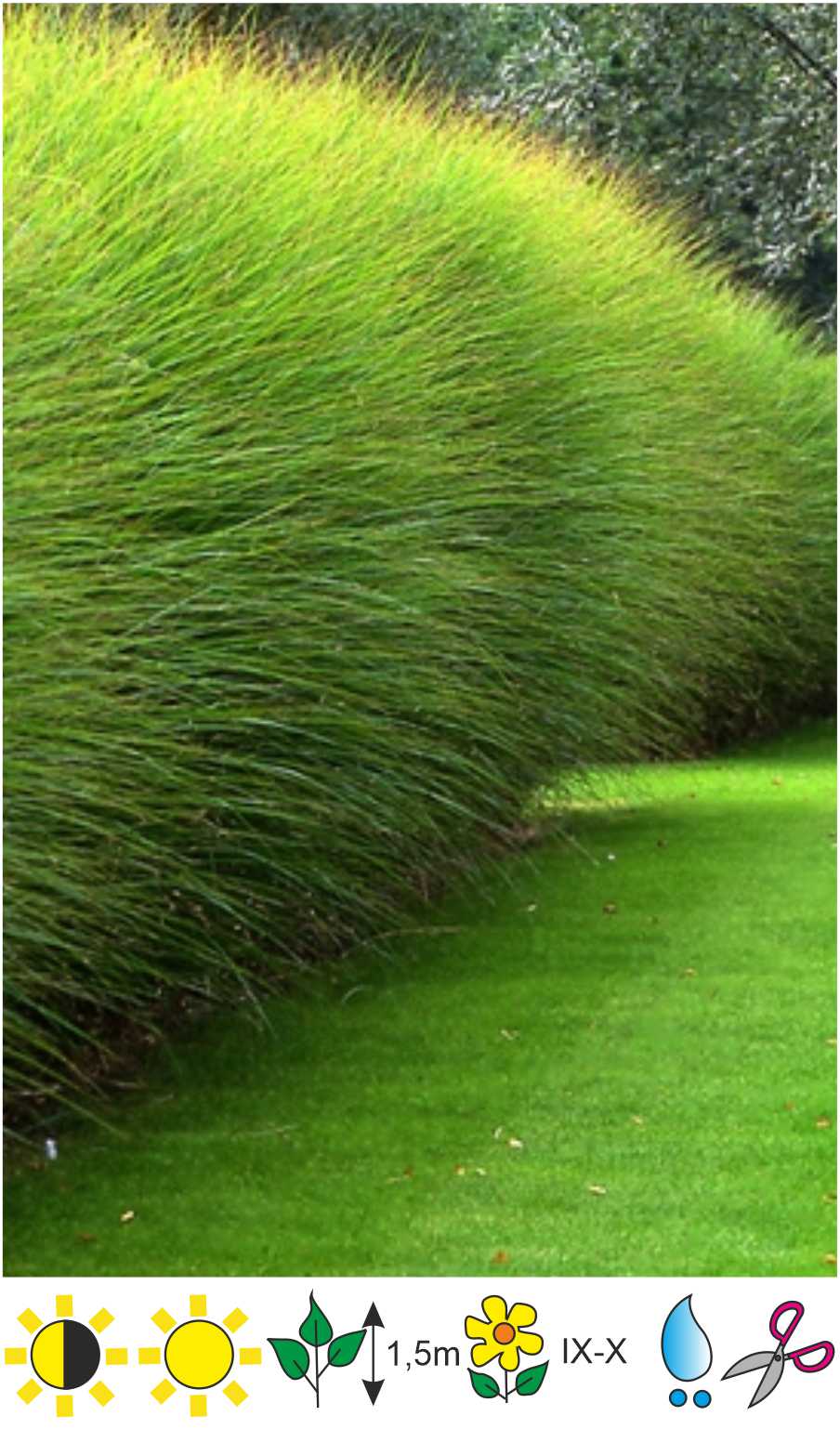 Miscanthus sinensis 'Morning Light' Ķīnas miskante Мискантус китайский ...