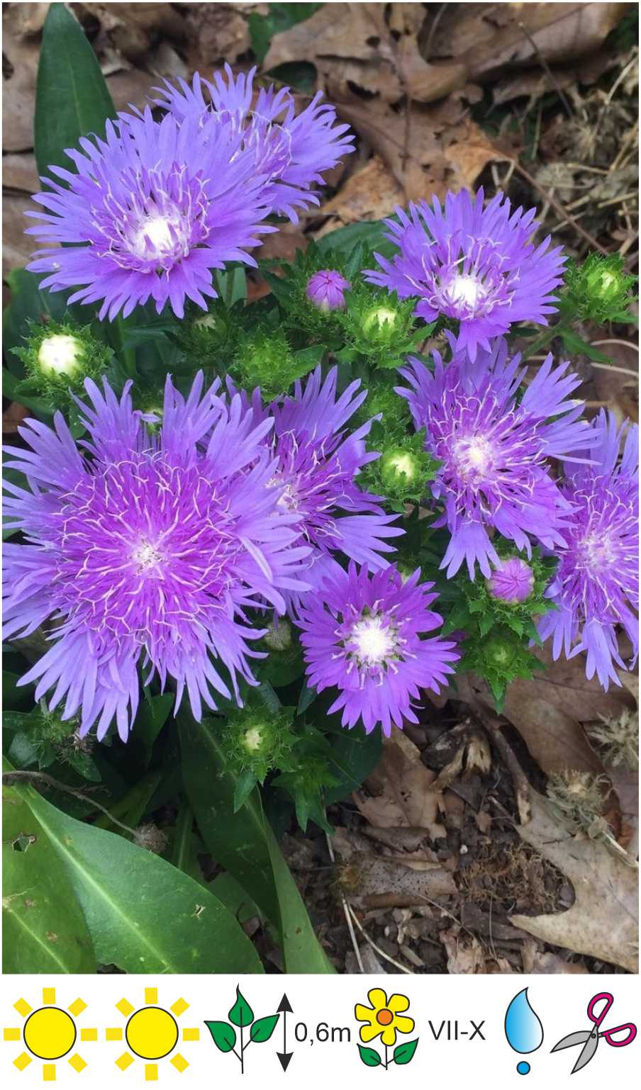 Stokesia laevis 'Mel's Blue'Stokēsija gludāСтокезия гладкая - Gartda