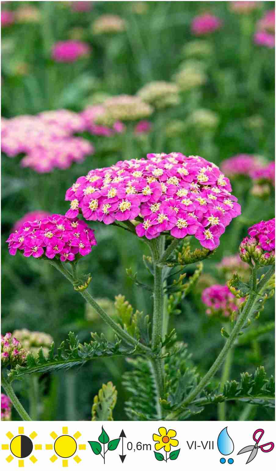 Achillea millefolium 'Skysail Bright Pink'Parastais ...