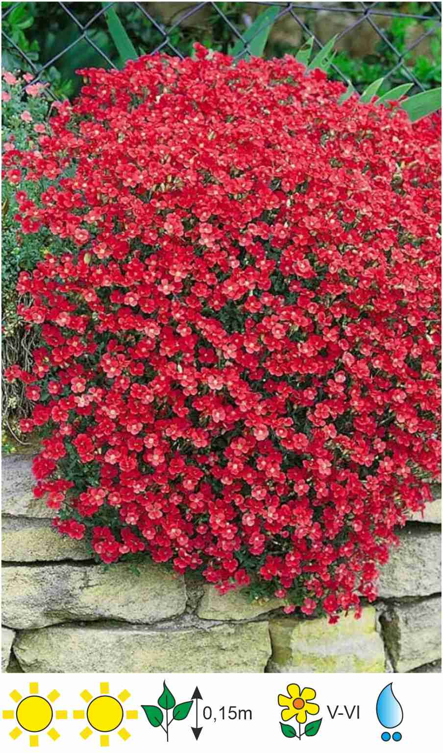 Aubrieta hybrida 'Axcent Dark Red'Dārza obrētaОбриета гибридная - Gartda
