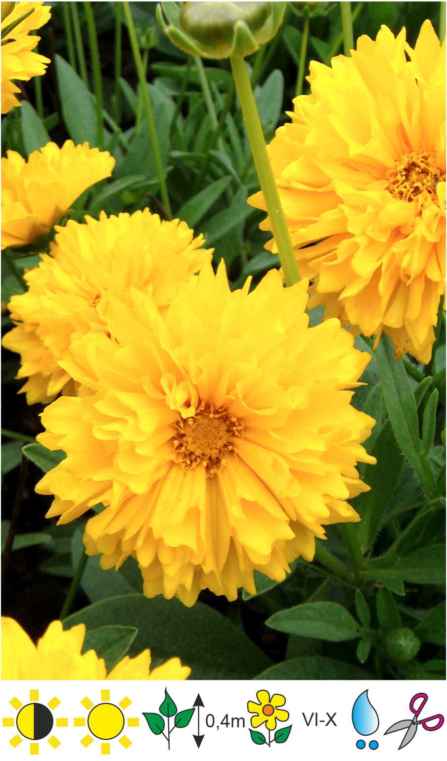 Coreopsis grandiflora ‘Solena Double Gold’Lielziedu brūnactiņaКореопсис ...