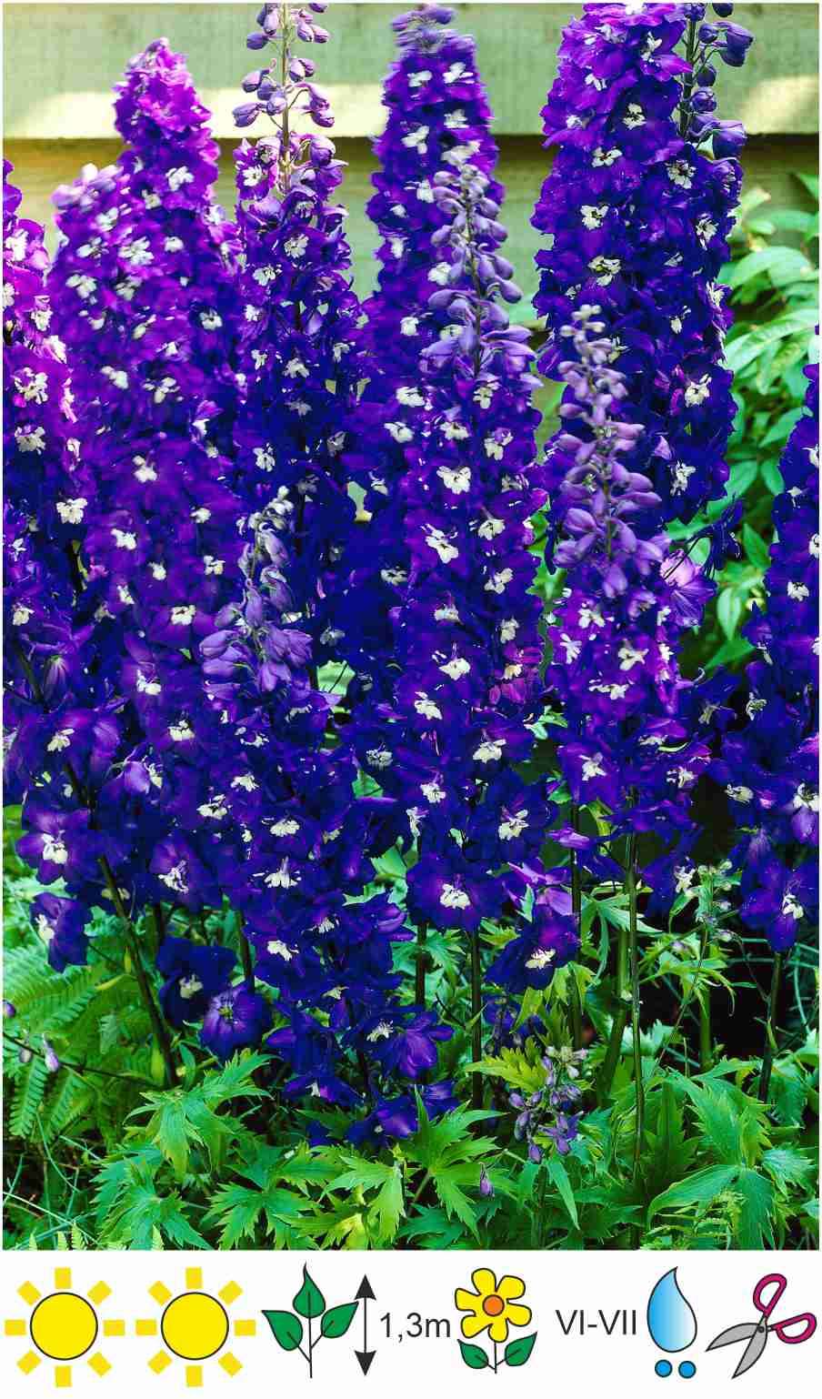 Delphinium x cultorum 'Magic Fontains Dark Blue/White Bee’Dārza delfinijaДельфиниум культурный ...