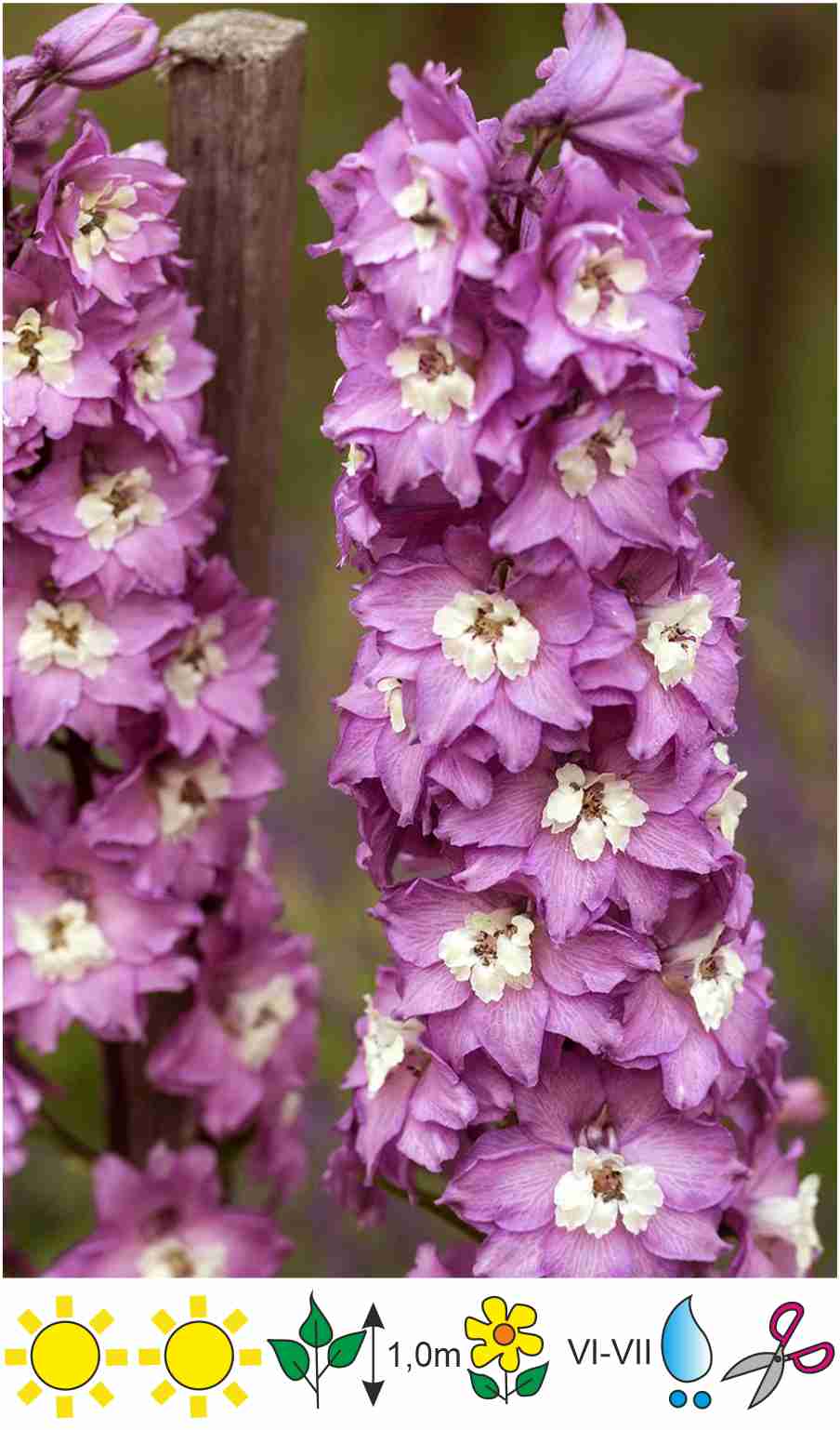 Delphinium x cultorum 'Magic Fontains Lilac Pink/White Bee’Dārza delfinijaДельфиниум культурный ...