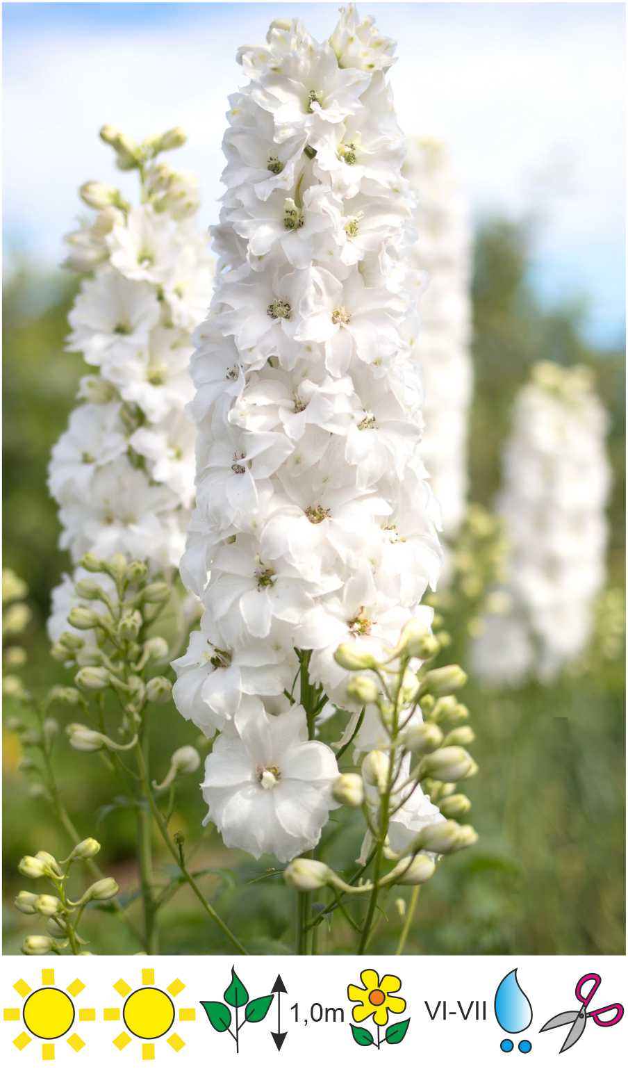 Delphinium x cultorum 'Magic Fontains Pure White'Dārza delfinijaДельфиниум культурный - Gartda