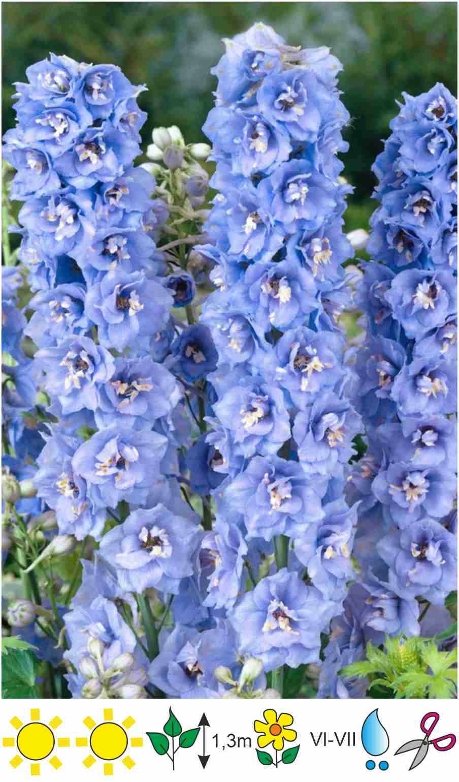 Delphinium x cultorum 'Magic Fontains Sky Blue/White Bee'Dārza delfinijaДельфиниум культурный ...