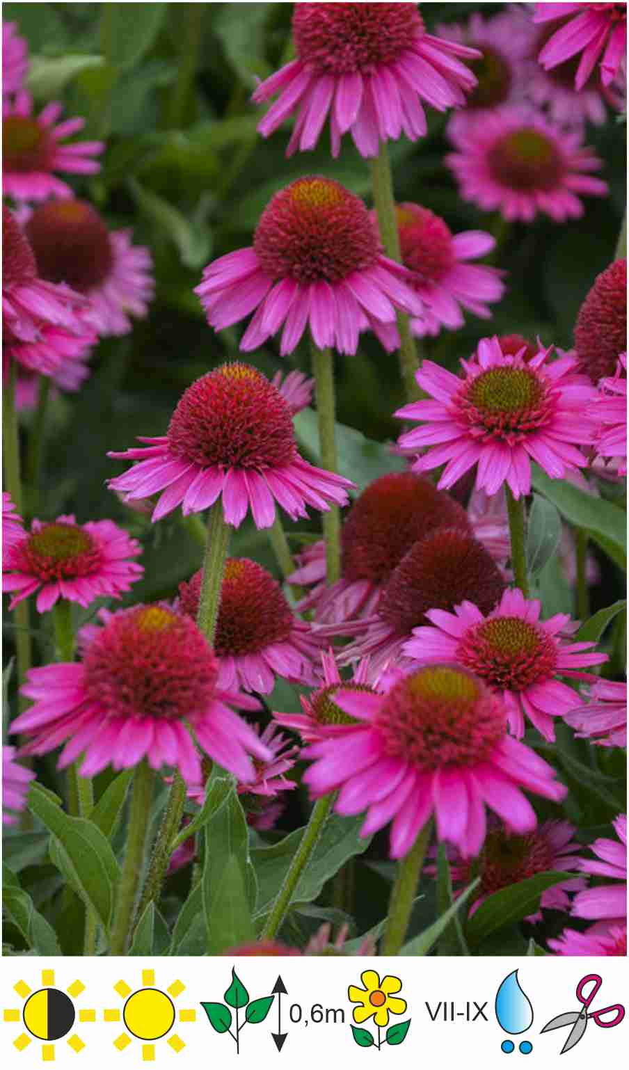 Echinacea purpurea ‘Delicious Candy'Purpura ehinācijaЭхинацея пурпурная ...