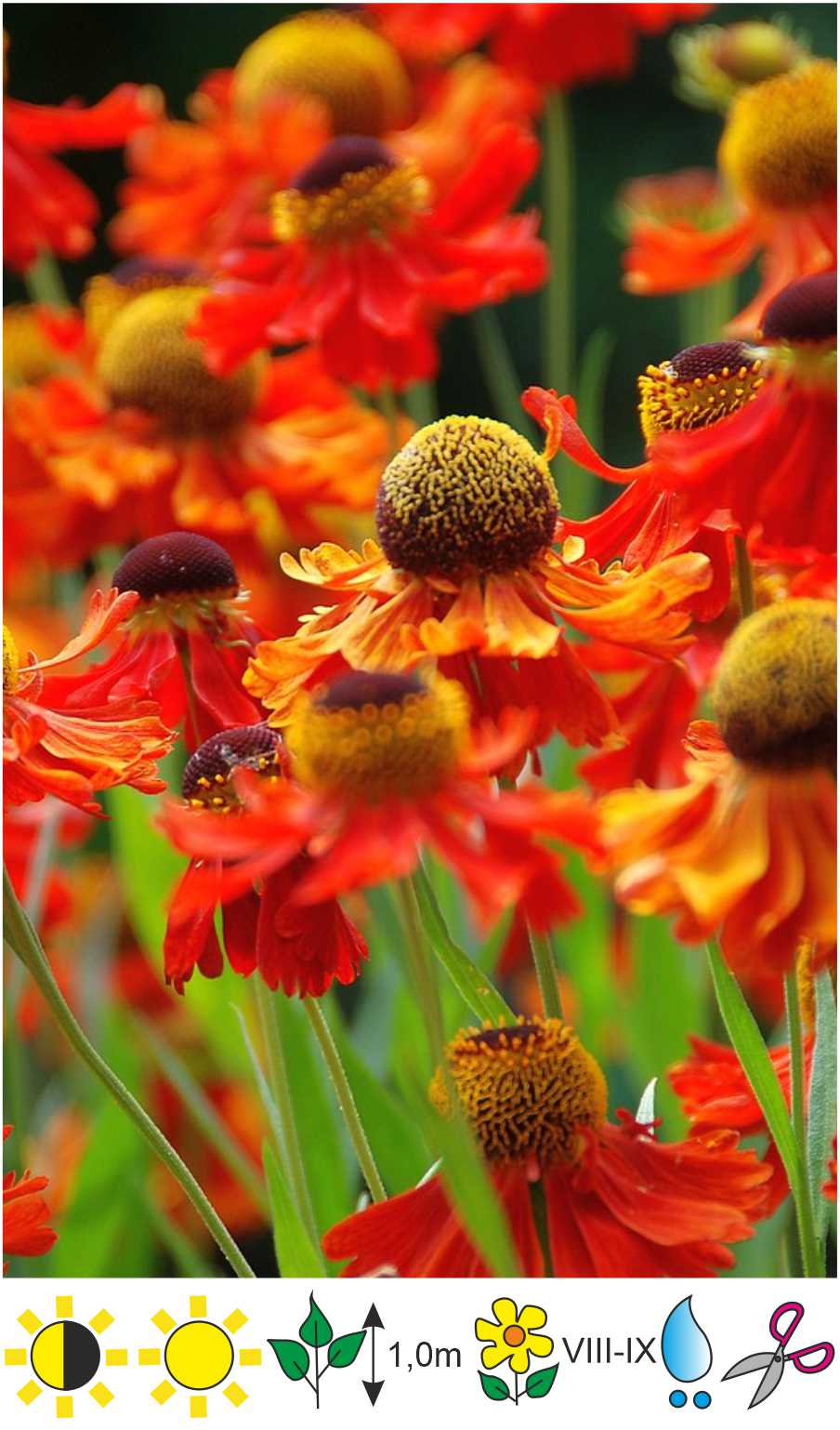Helenium 'Karneol'HelēnijaГелениум гибридный - Gartda