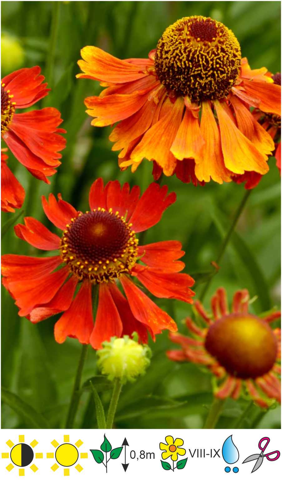 Helenium 'Moerheim Beauty'HelēnijaГелениум гибридный - Gartda