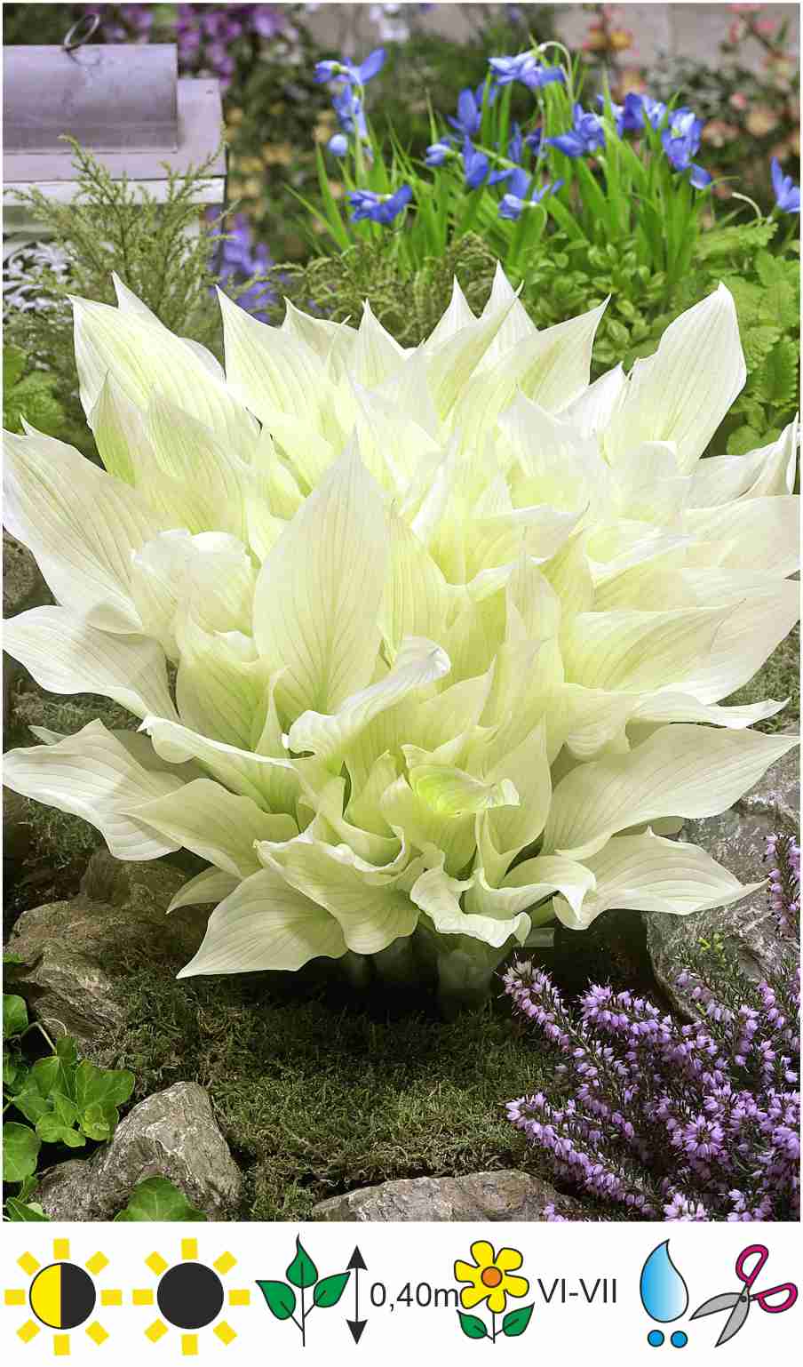 Hosta 'White Feather'HostaХоста - Gartda