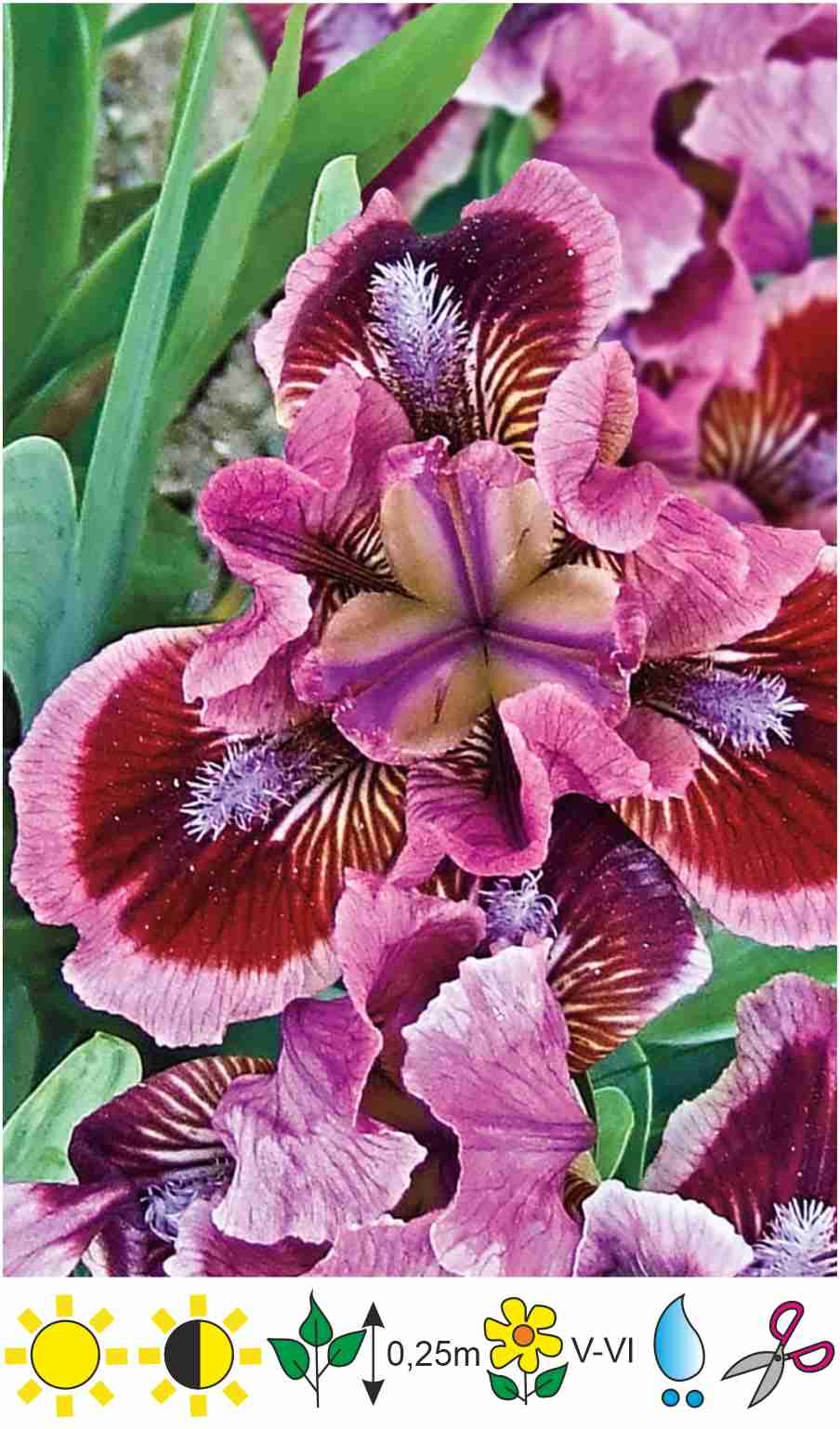 Iris pumila 'Cats Eye'Īrisu šķ.Ирис карликовый - Gartda