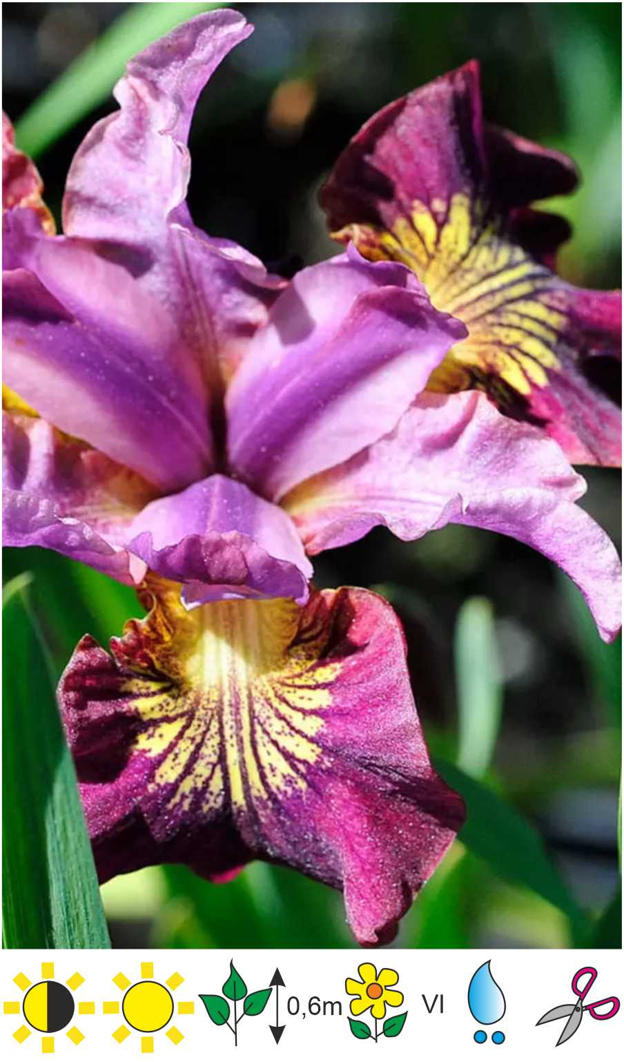 Iris sibirica 'Miss Apple'Sibīrijas Īrisu šķ.Ирис сибирский - Gartda