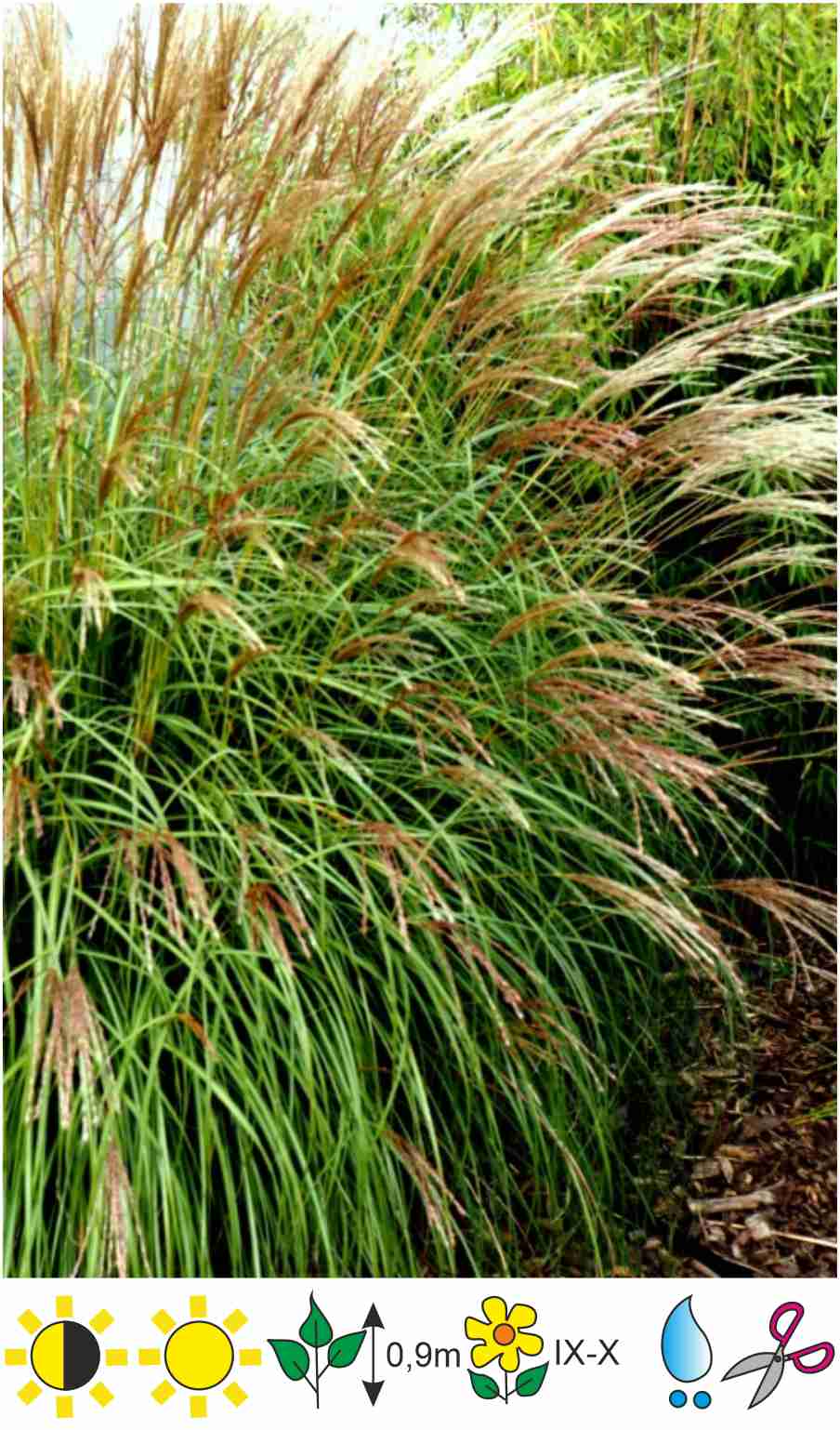 Miscanthus sinensis 'Yaka Dance'Ķīnas miskanteМискантус китайский - Gartda