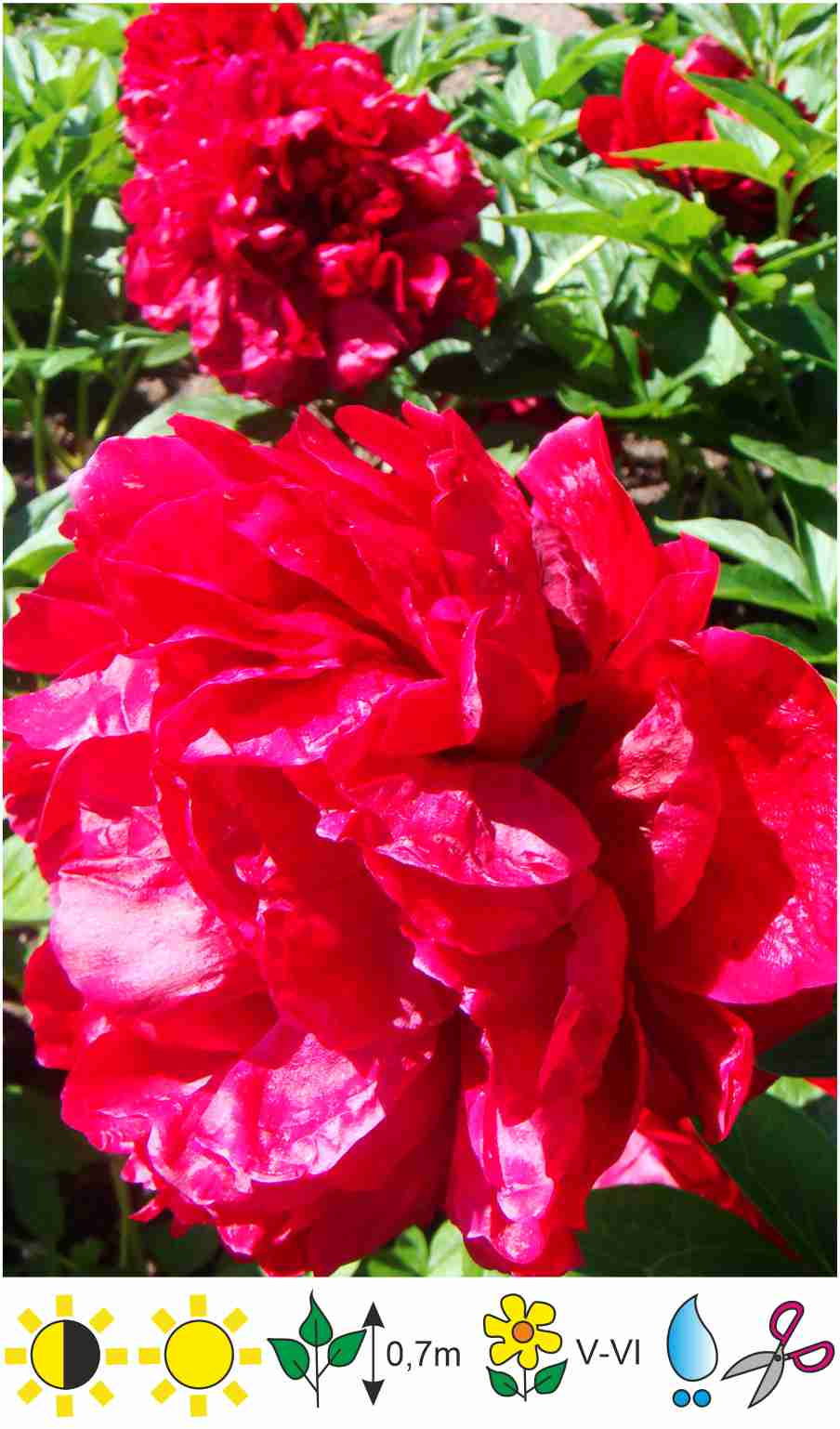 Paeonia hybride 'Raspberry Charm'PeonijaПион - Gartda