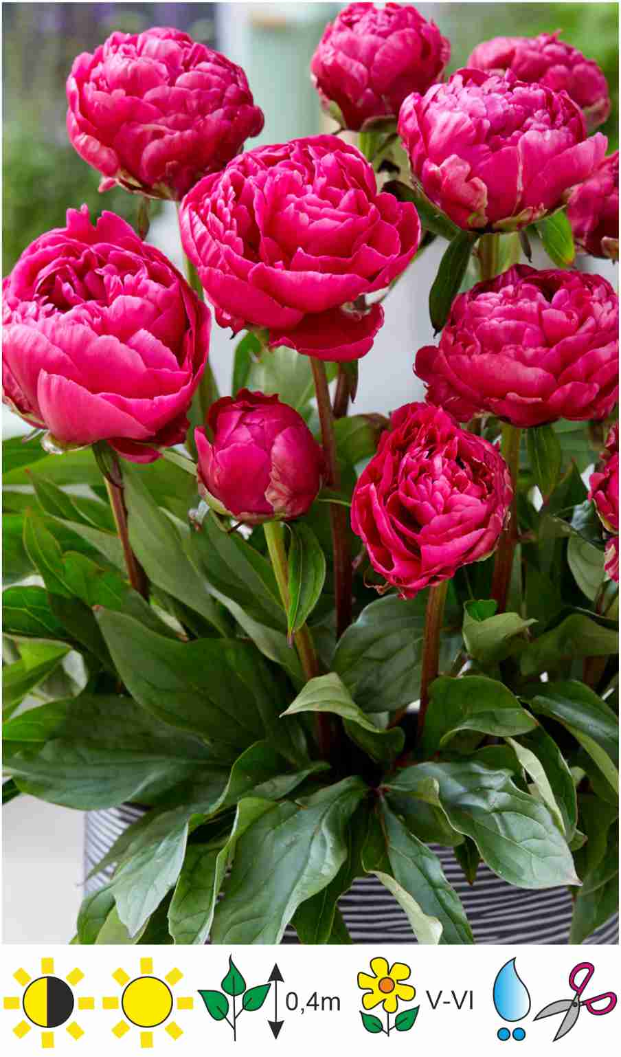 Paeonia(podu) 'Patio Peony Moscow'Peonija (podu)Пион горшечный - Gartda