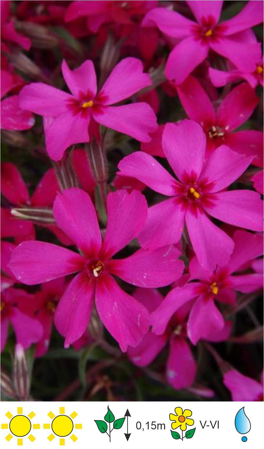 Phlox subulata 'Spring Dark Pink'Aslapu floksis šķ.Флокс шиловидный ...