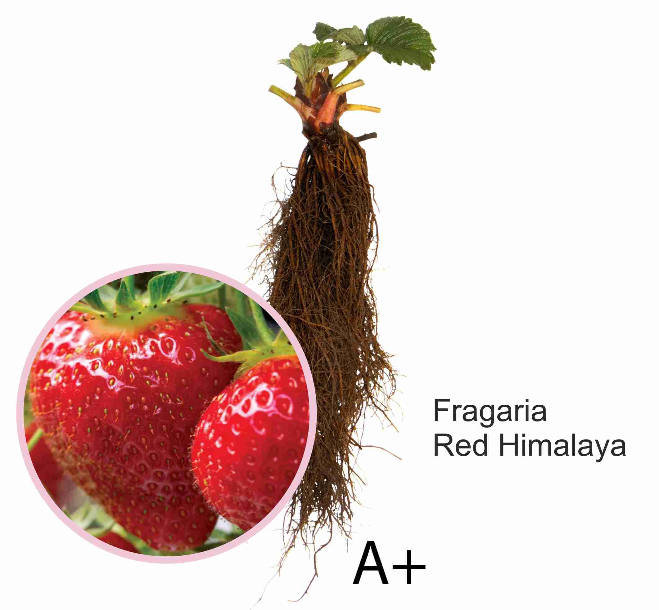 FRIGO zemeņu stādi 'Red Himalaya' A+, 10 gb. - Gartda